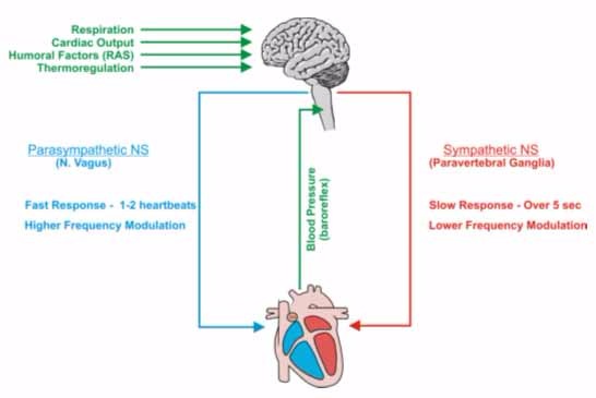 Heart Rate Variability: Science and Advanced Concepts for Understanding ...